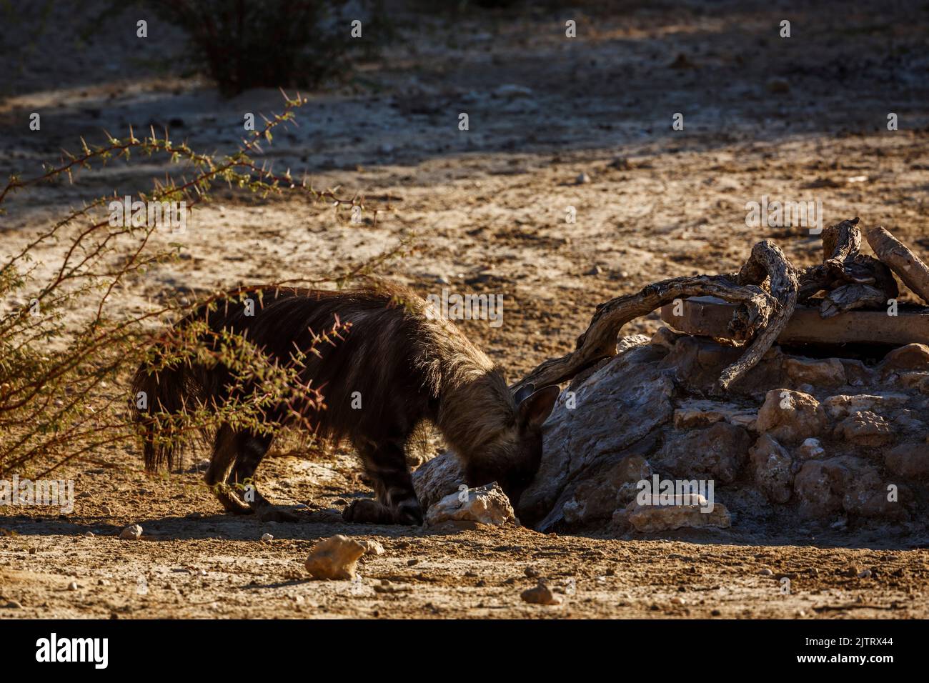 Braune Hyäne am Wasserloch im Kgalagadi Transfrontier Park, Südafrika; specie Parahyena brunnea ...
