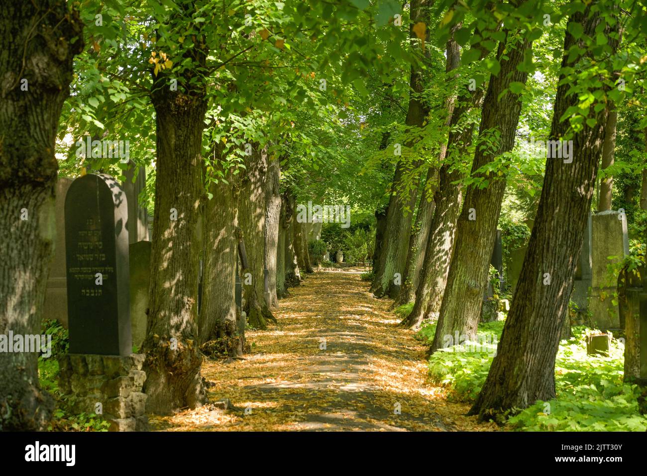 Alte Gräber, Grabsteine, Jüdischer Friedhof, Herbert-Baum-Straße ...