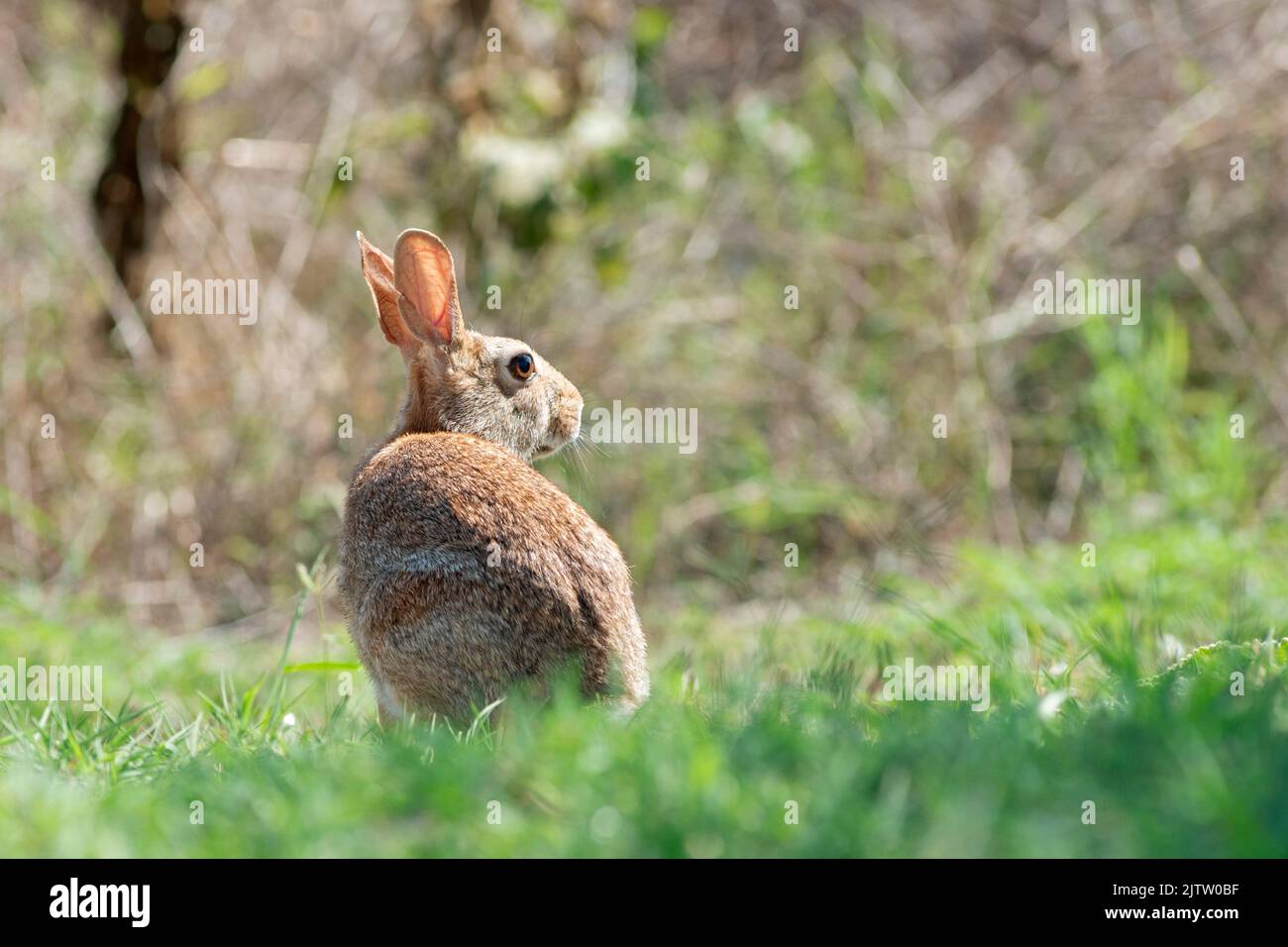 European rabbit oryctolagus cuniculus -Fotos und -Bildmaterial in hoher ...