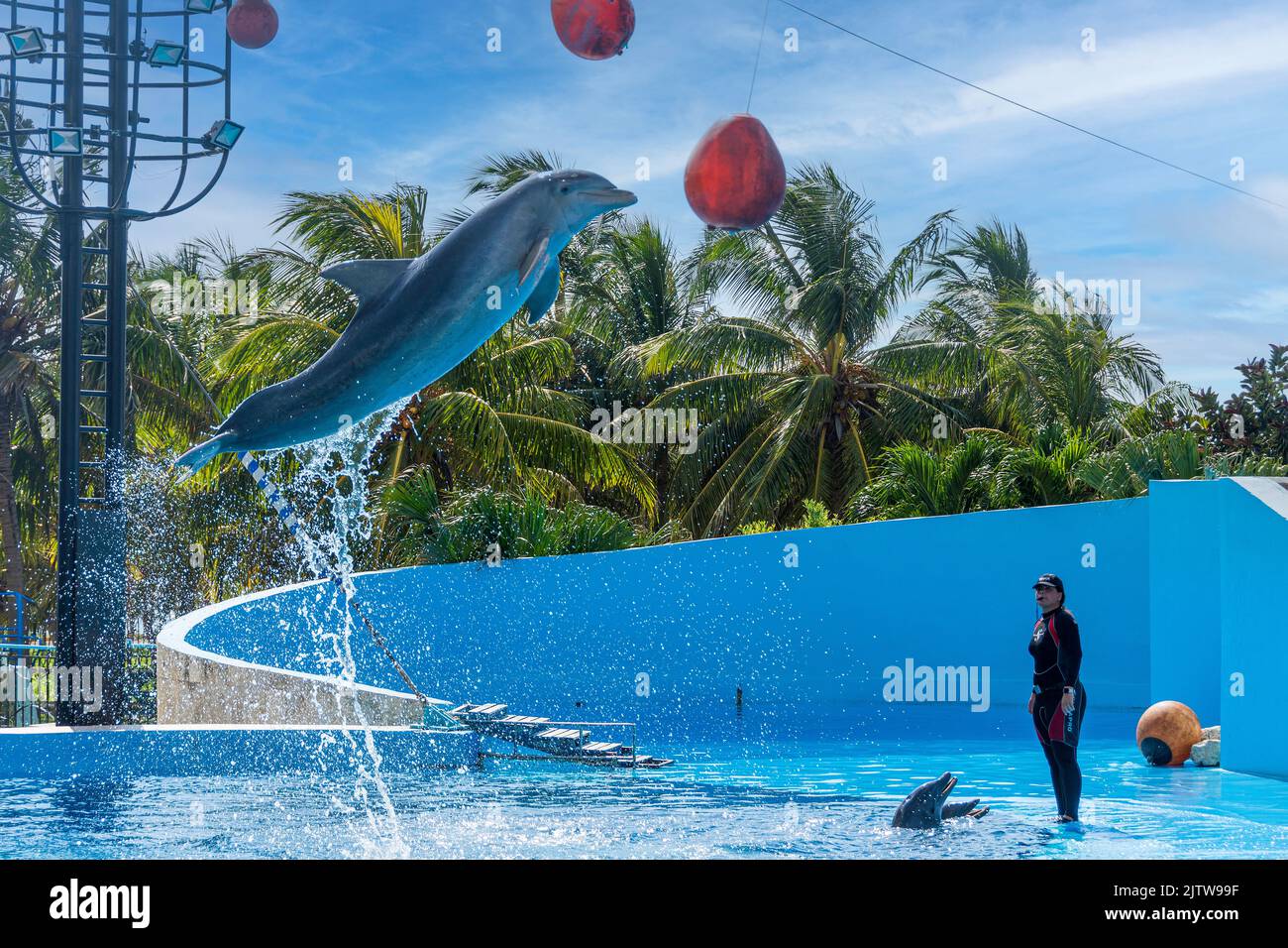 Ein Delphin, der einen Trick ausführt. Springen aus dem Wasser, um ...