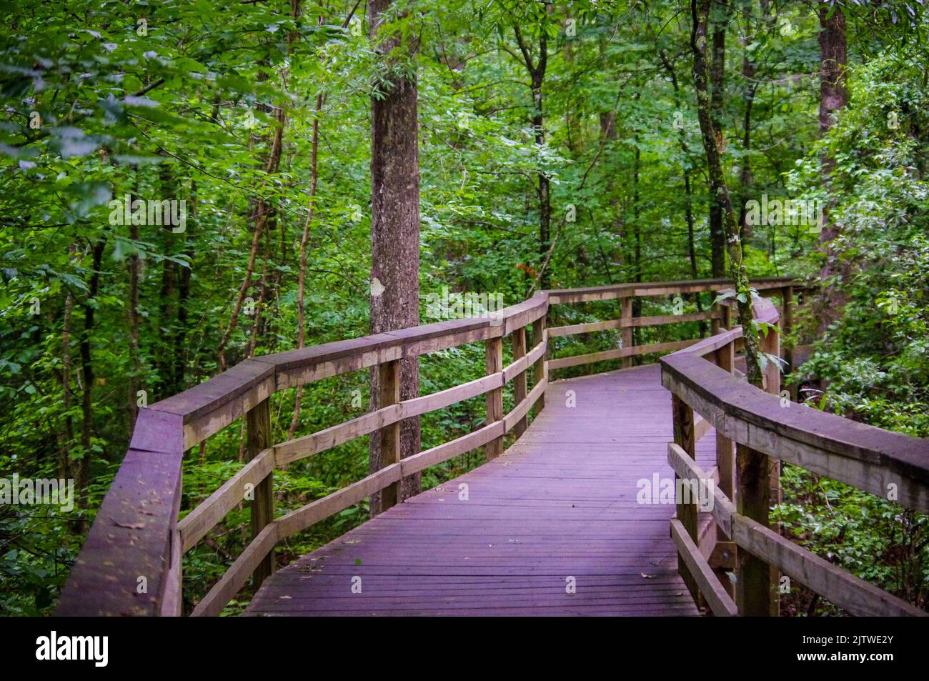 Der Congaree-Nationalpark in South Carolina ist das größte ...