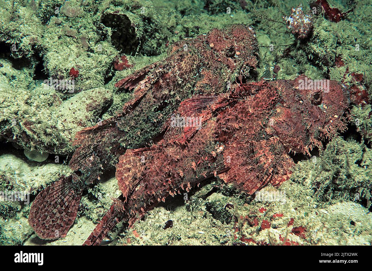 Raggy Scorpionsfish oder Smallscall Scorpionfish (Scorpaenopsis venosa), Paar in einem ...