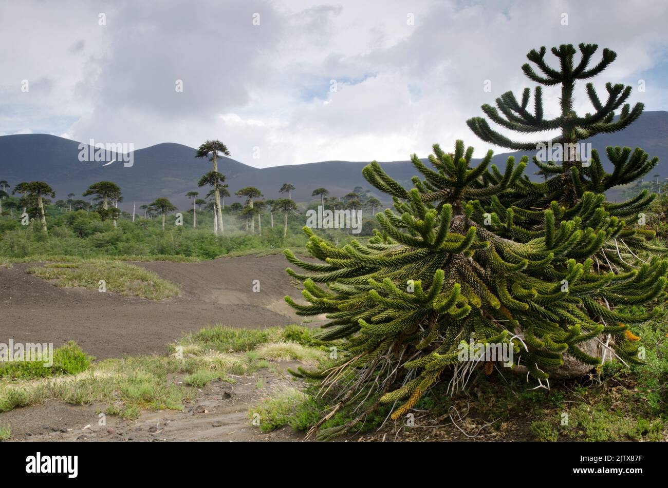 Buschland mit Affen Puzzle-Bäumen (Araucaria araucana). Conguillio ...