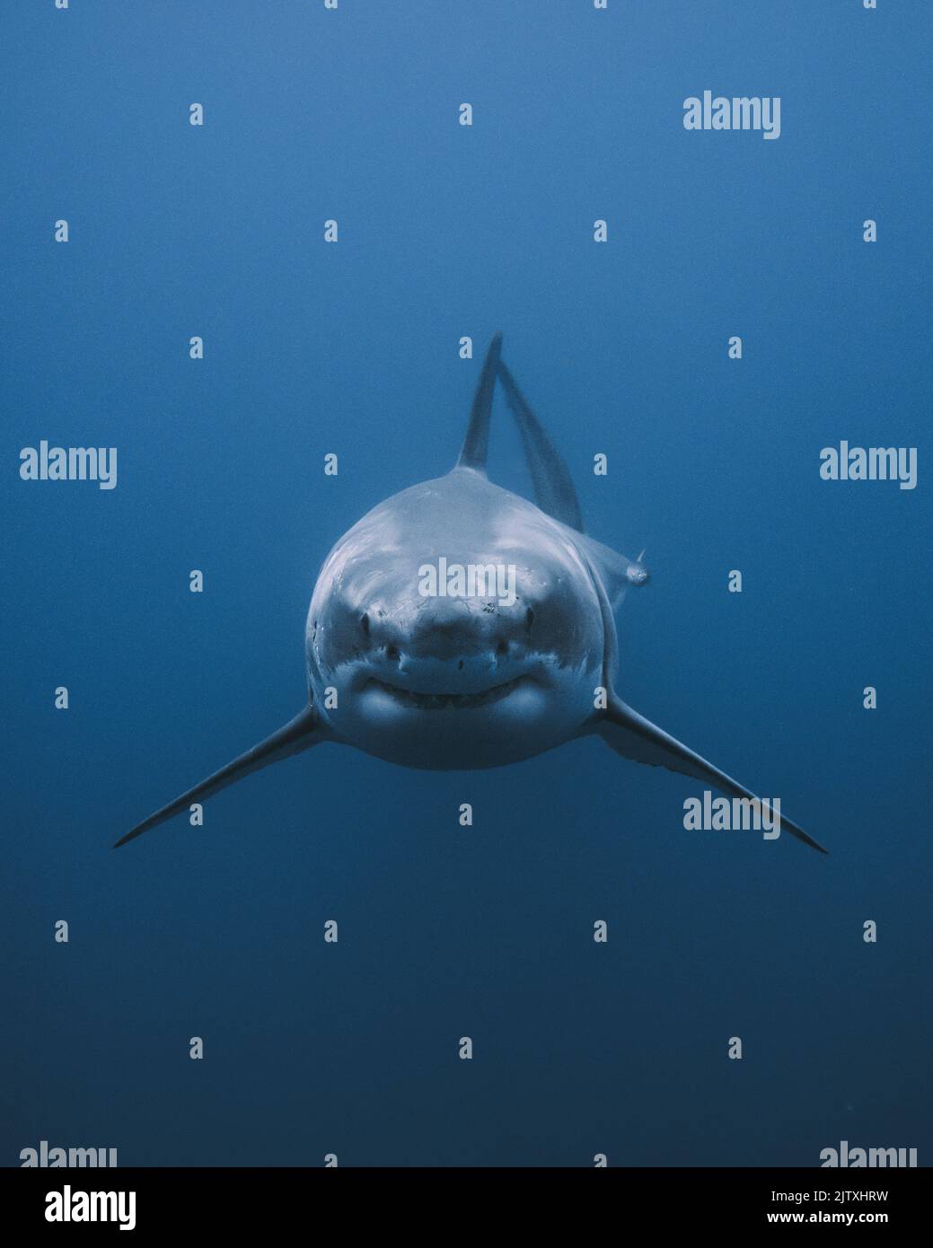 Ein großer weißer Hai, der aus der Dunkelheit hervortritt. Mexiko ...