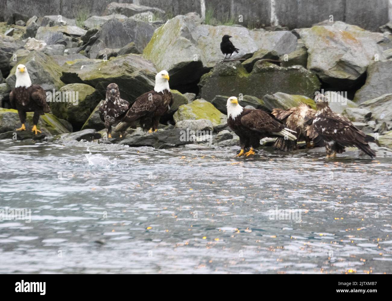 Allison adler -Fotos und -Bildmaterial in hoher Auflösung – Alamy