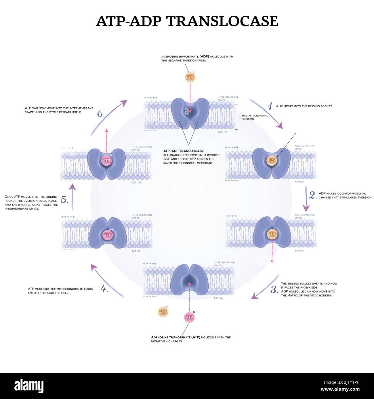 Adenin nukleotid translokator -Fotos und -Bildmaterial in hoher ...