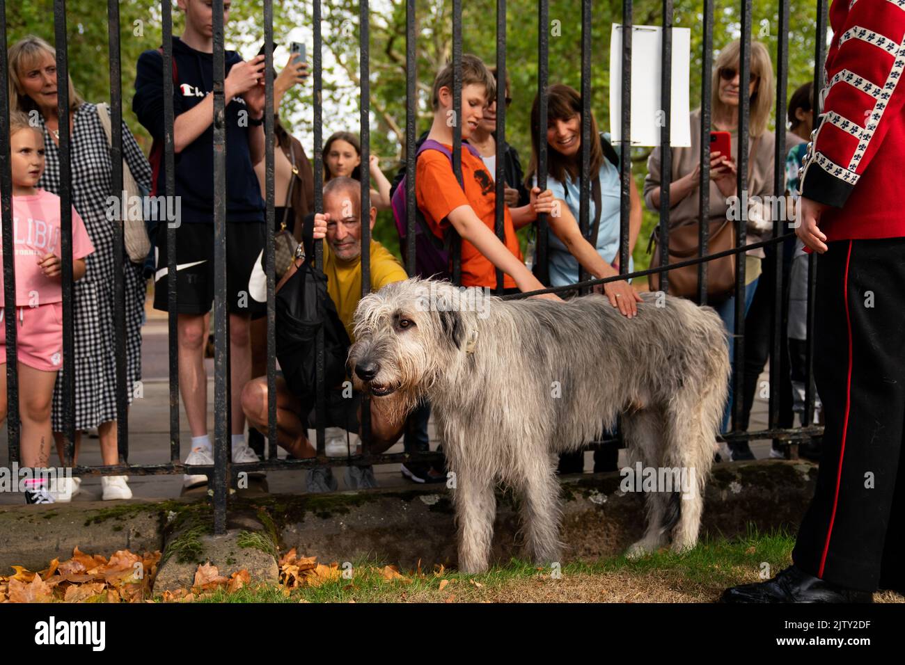 Das Maskottchen der Irish Guards, der Irish Wolfhound Turlough Mor, mit ...