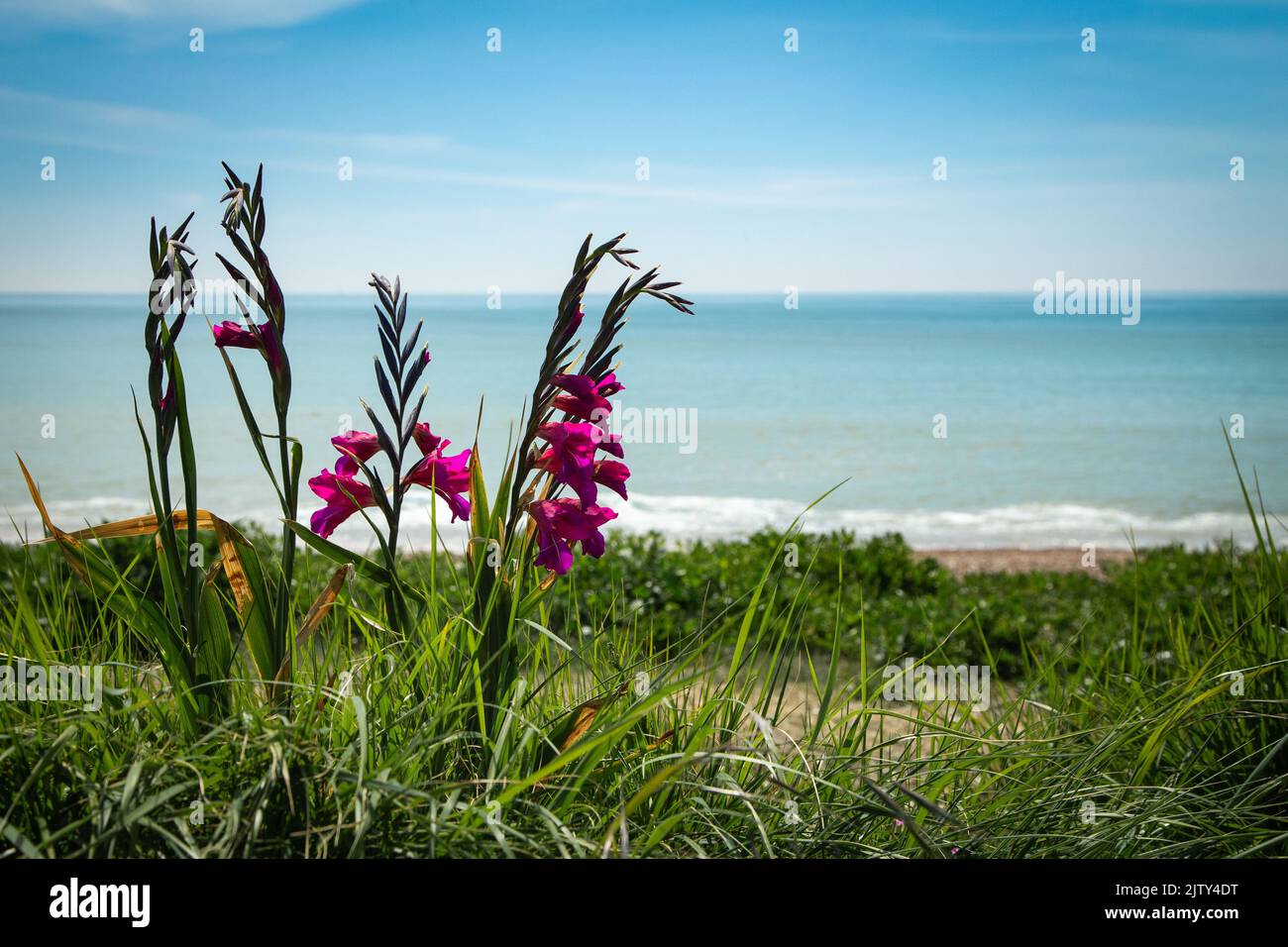 Blumen am strand wachsen -Fotos und -Bildmaterial in hoher Auflösung ...