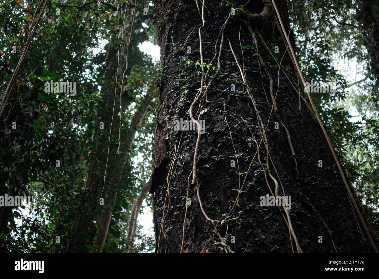Ein Regenwald in Sri Lanka Tropenwald und Wildnis Stockfotografie - Alamy