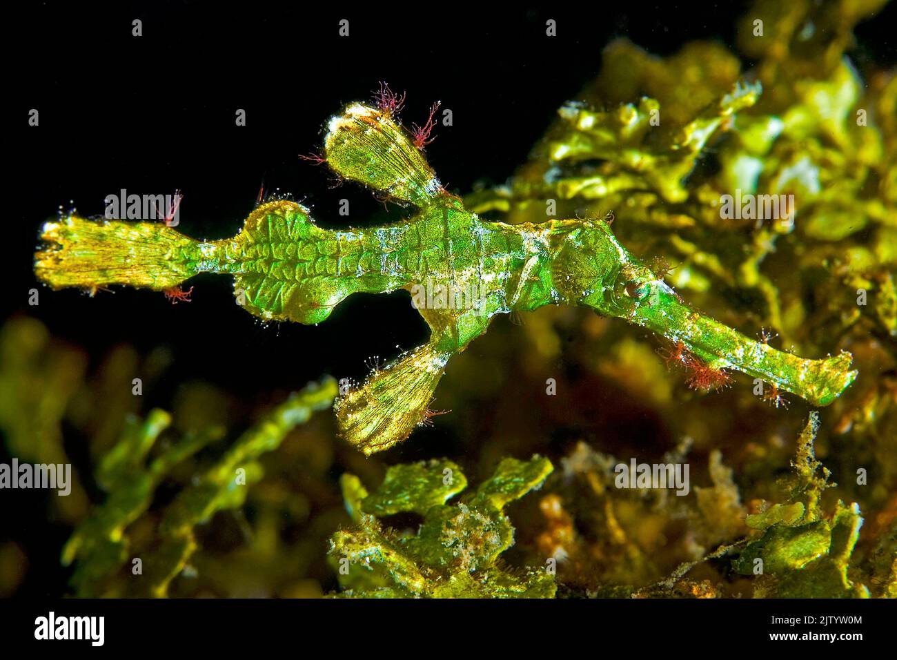 Seegras geisterpfeifenfisch -Fotos und -Bildmaterial in hoher Auflösung ...