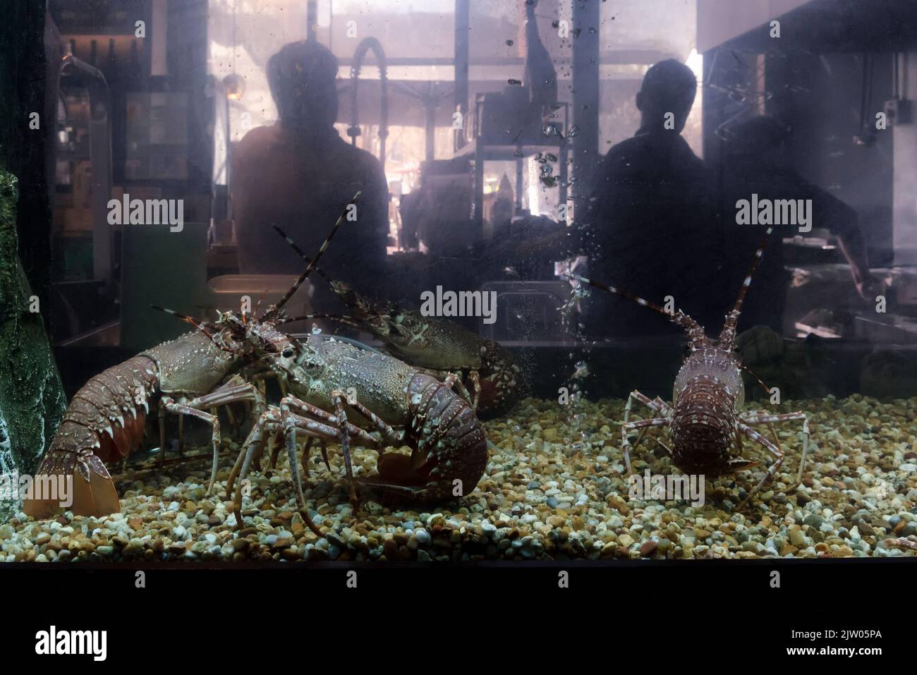 Aquarium restaurant -Fotos und -Bildmaterial in hoher Auflösung – Alamy