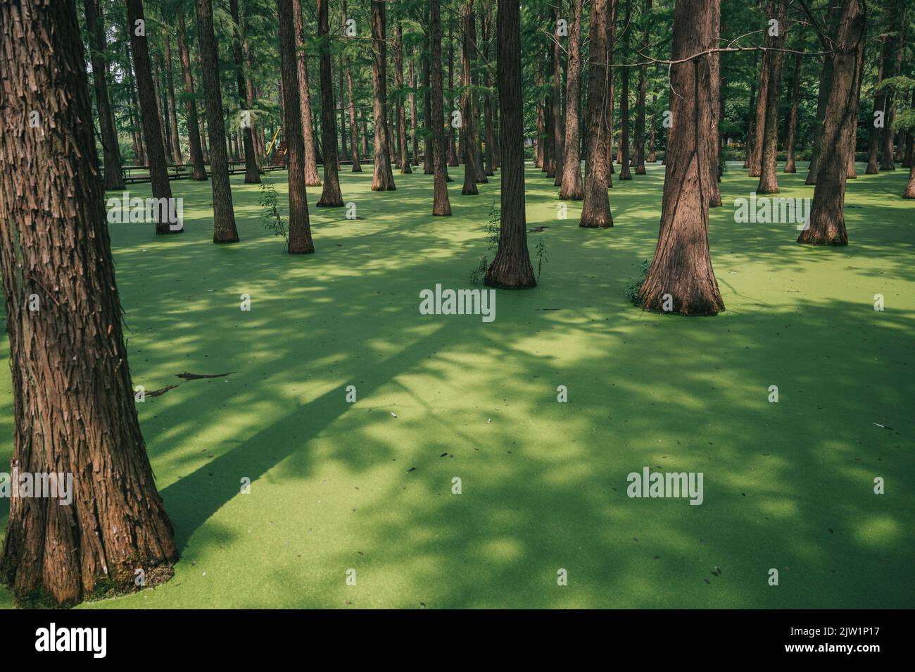 Luyang see feuchtgebiet wasserwaldpark -Fotos und -Bildmaterial in hoher Auflösung – Alamy