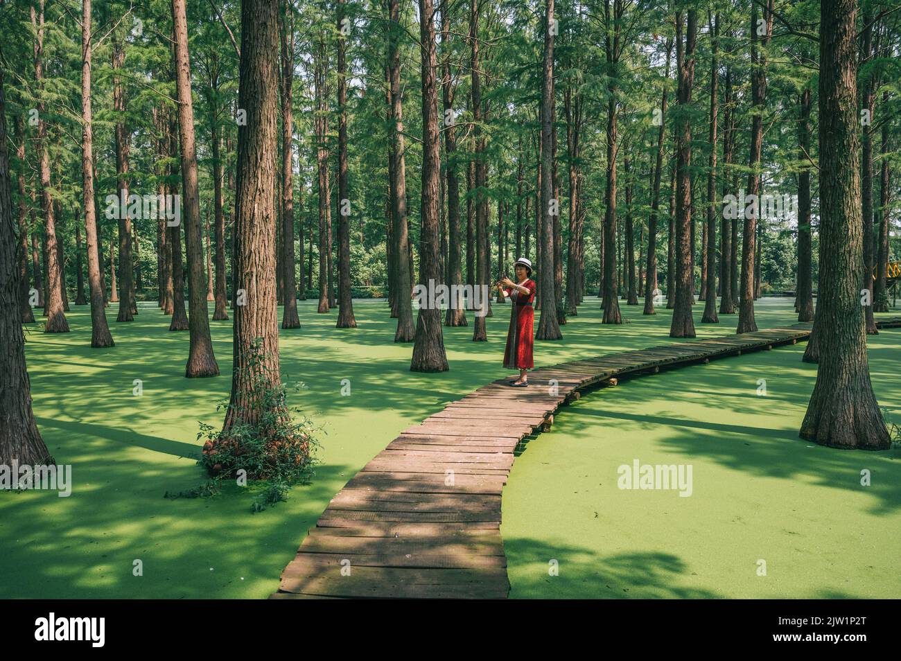 Luyang see feuchtgebiet wasserwaldpark -Fotos und -Bildmaterial in hoher Auflösung – Alamy