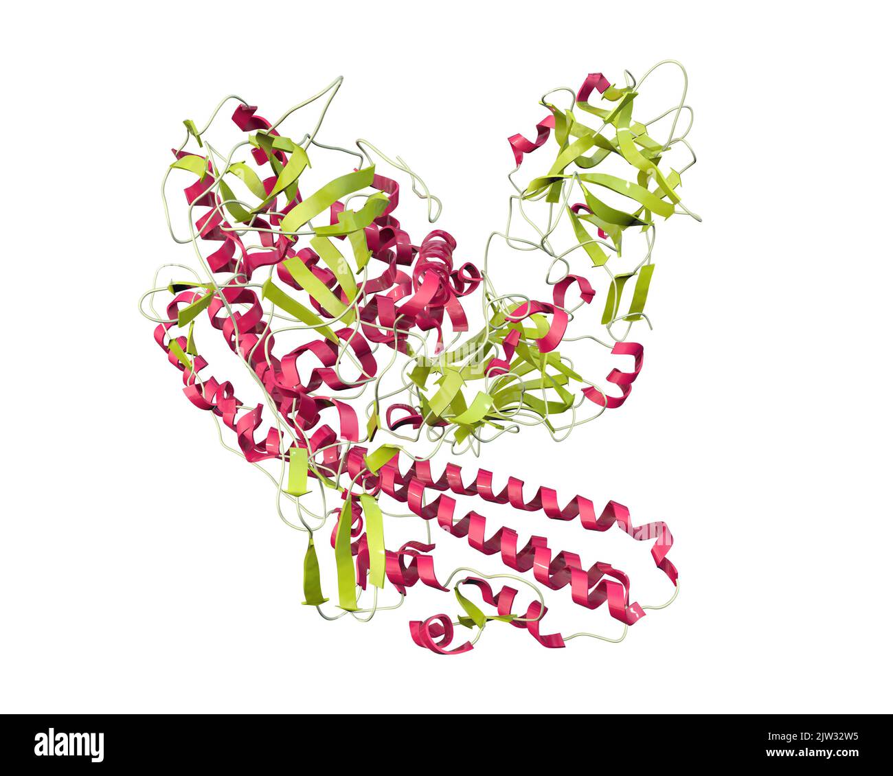 Molekül des Tetanus-Neurotoxins, Illustration. Dies ist ein Neurotoxin ...