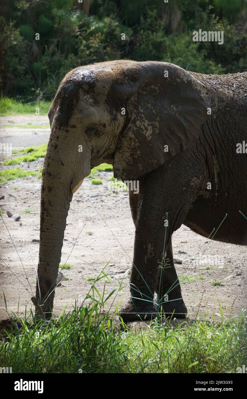Safari masai mara zoologico guadalajara -Fotos und -Bildmaterial in ...