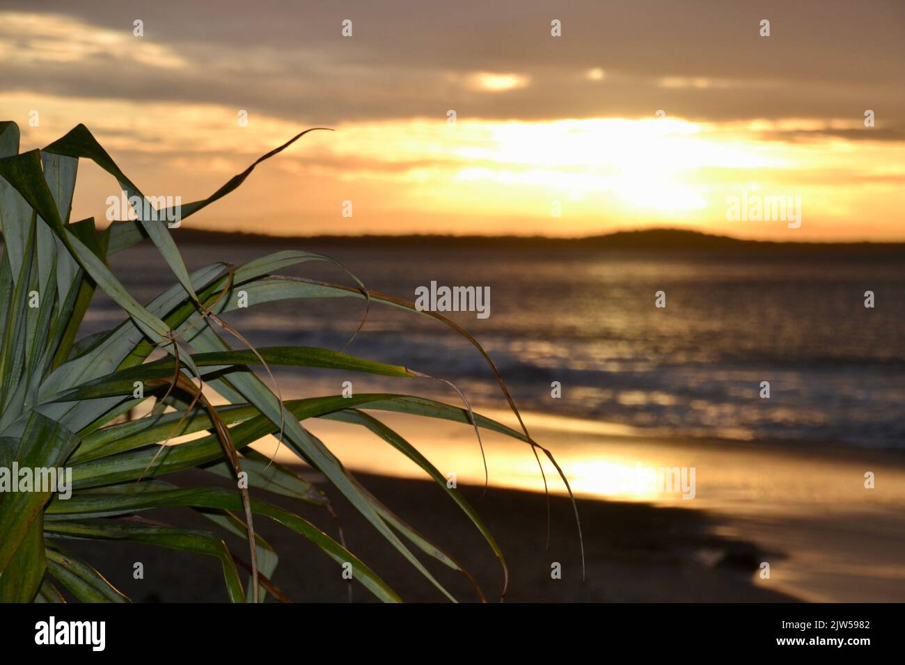 Noosa National Park mit der Silhouette einer Pandanus-Palme vor einem ...