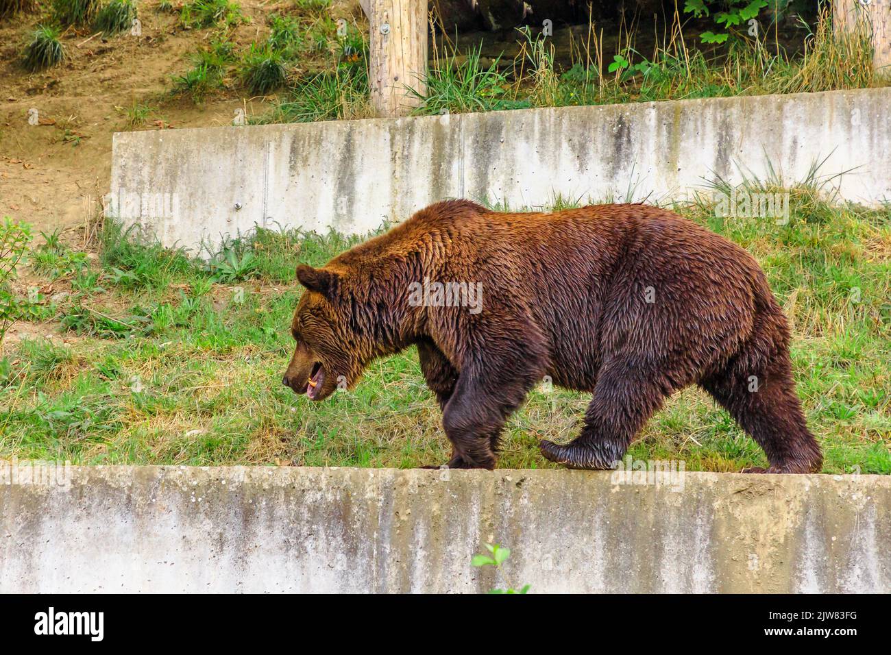 Bear Park in Bern. Ein ausgewachsener Bär, offizielles Symbol des ...
