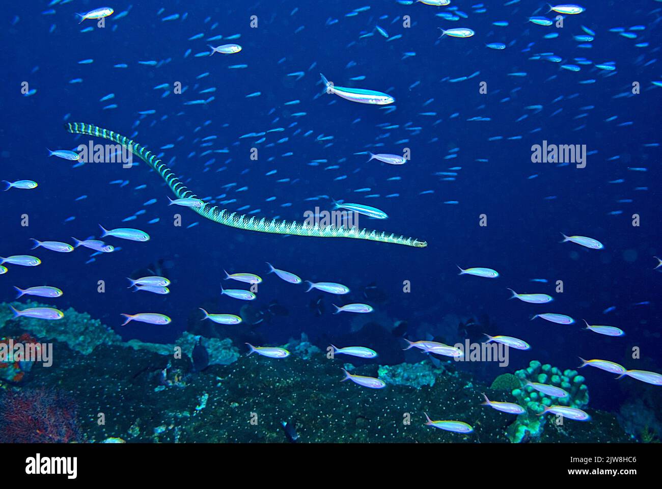 Venomous fishes -Fotos und -Bildmaterial in hoher Auflösung – Alamy