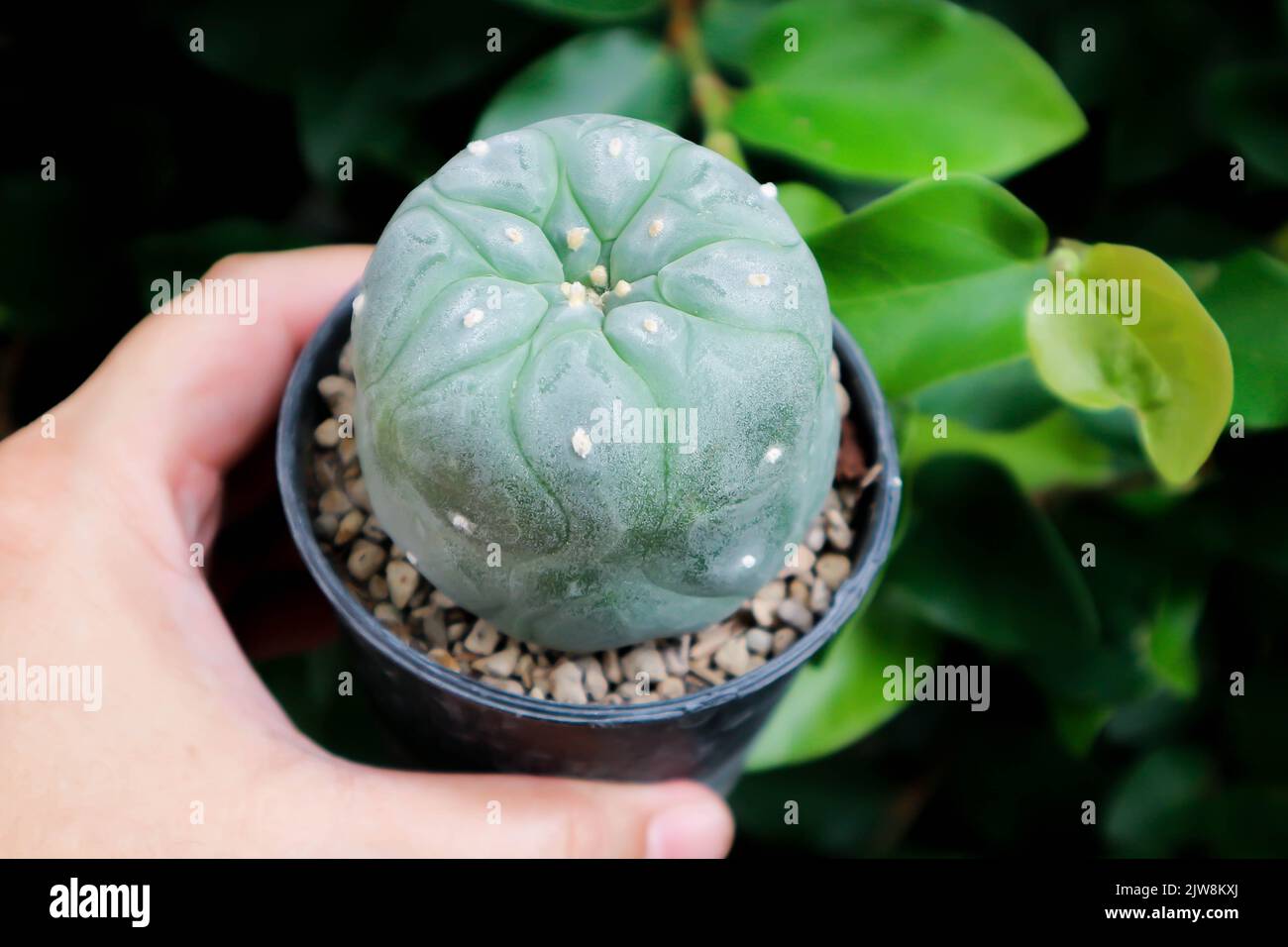 Lophophora fricii oder Peyote Kaktus oder Lophophora williamsii ...