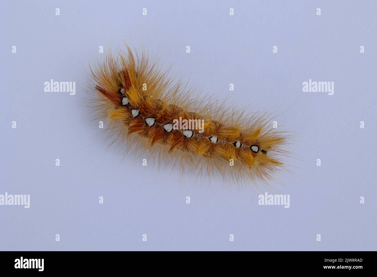 Schwarze raupe mit gelben flecken -Fotos und -Bildmaterial in hoher ...