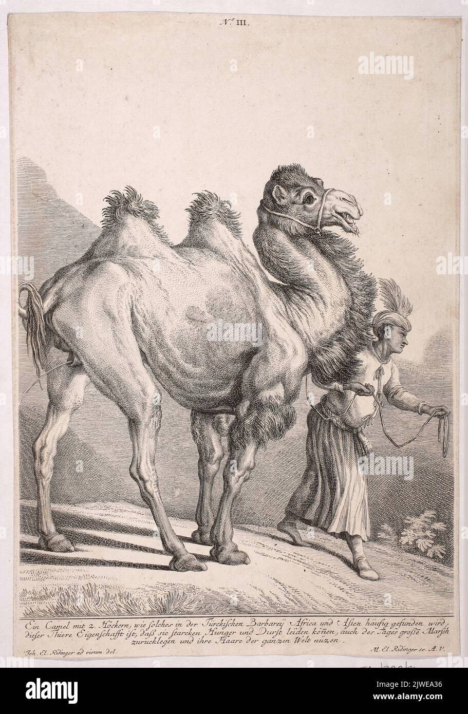 Martin elias ridinger -Fotos und -Bildmaterial in hoher Auflösung – Alamy