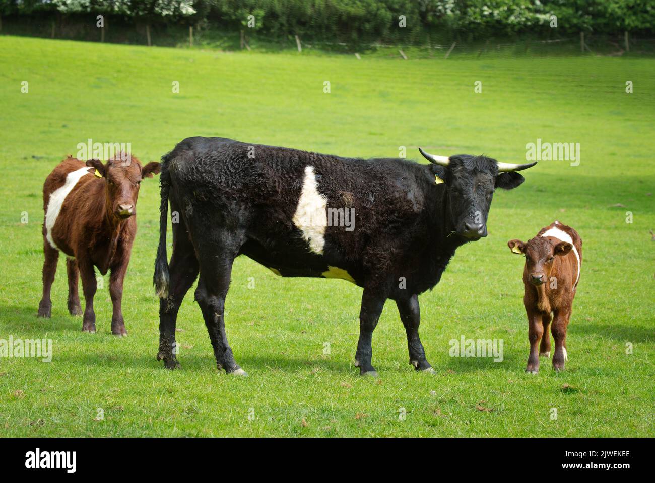 Meat agriculture -Fotos und -Bildmaterial in hoher Auflösung – Alamy