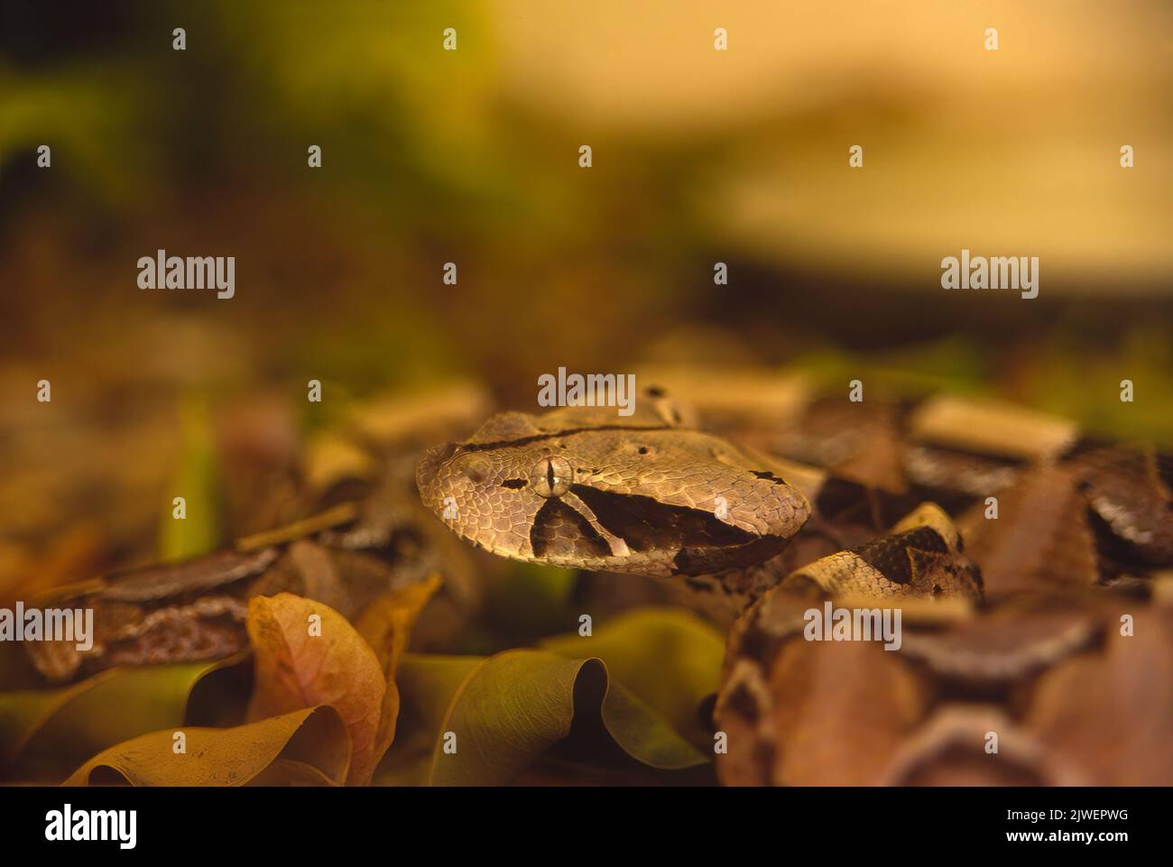Bitis gabonicus -Fotos und -Bildmaterial in hoher Auflösung – Alamy