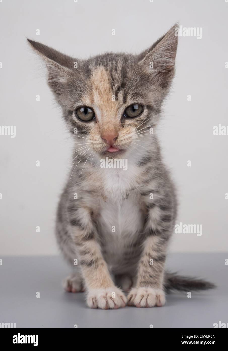 Graue kleine katze -Fotos und -Bildmaterial in hoher Auflösung – Alamy