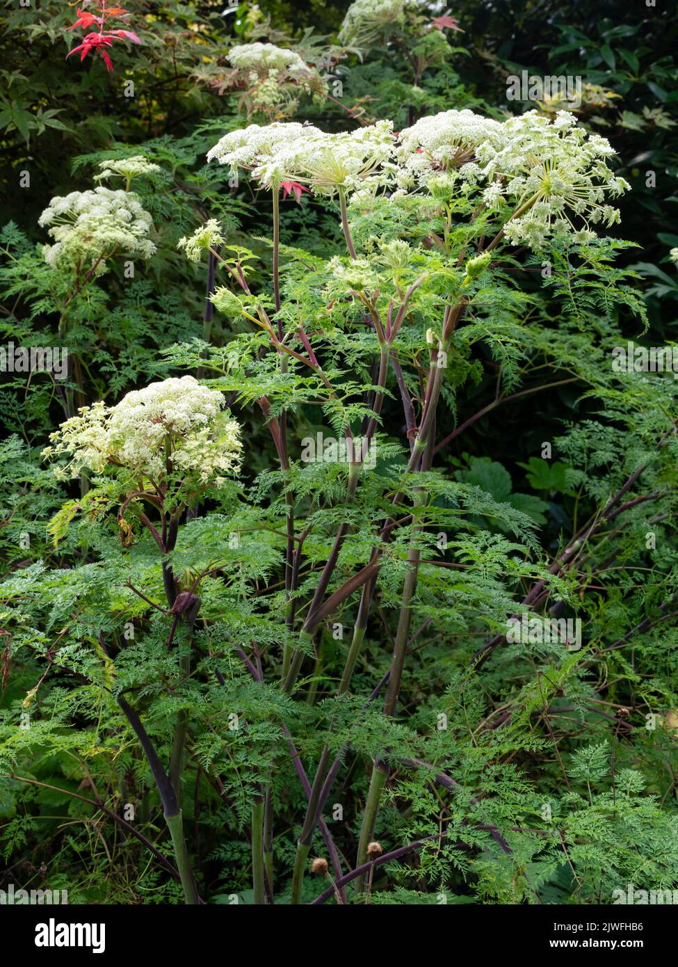 Dolde von weißen blumen -Fotos und -Bildmaterial in hoher Auflösung – Alamy