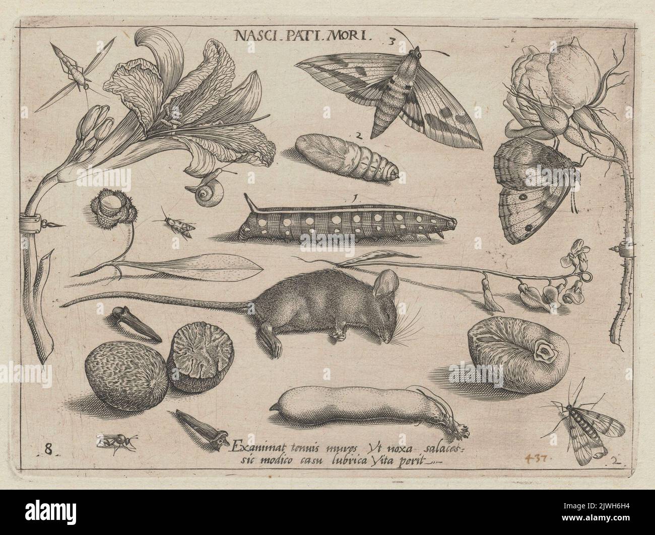 Untersuchungen von Pflanzen (z. B. Iris, Rose, Muskatnuss), Insekten (z ...