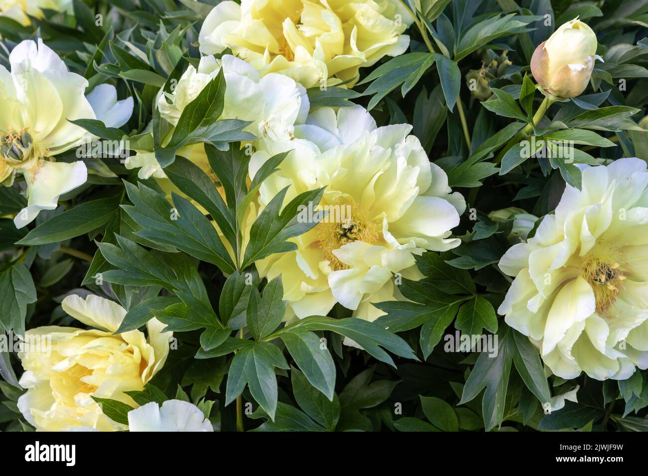 Fiori di peonia di limone -Fotos und -Bildmaterial in hoher Auflösung ...
