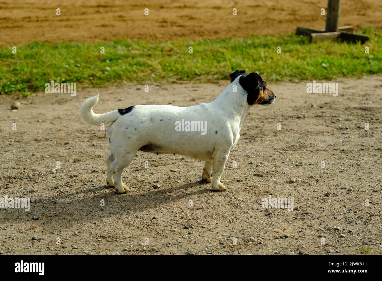 Glücklich lebt -Fotos und -Bildmaterial in hoher Auflösung – Alamy
