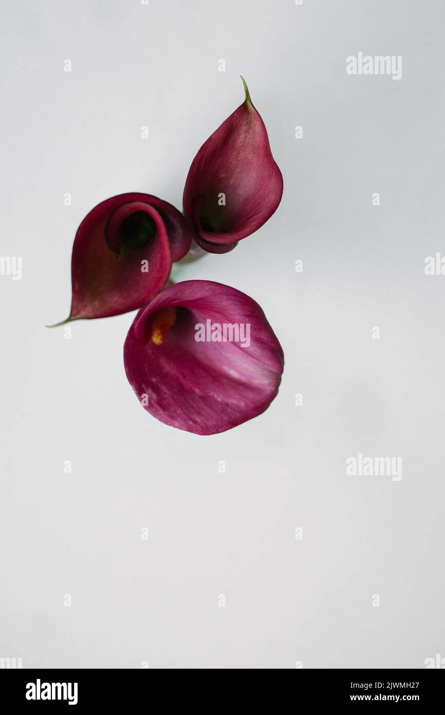 Pink calla lily bouquet -Fotos und -Bildmaterial in hoher Auflösung – Alamy