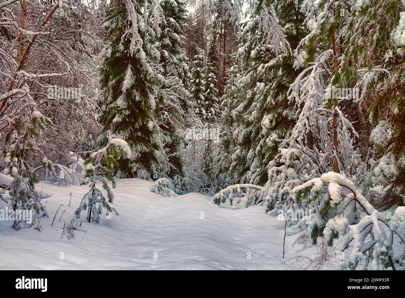 Winterwanderung. Verschneite Forststraße, Schnee im. Schneebedeckter ...