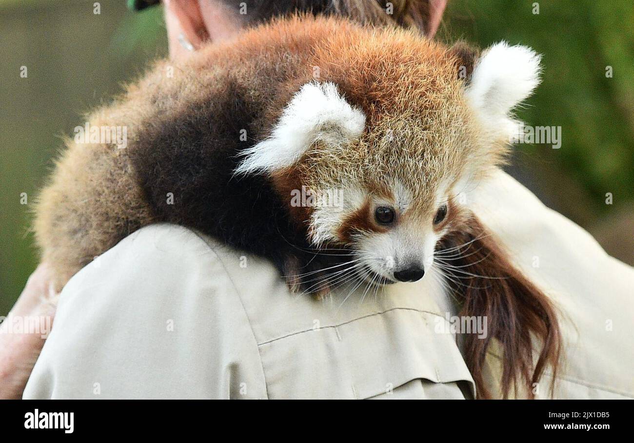Der rote Panda-Junge Keta wird nach einer Tierarztprüfung nach der ...