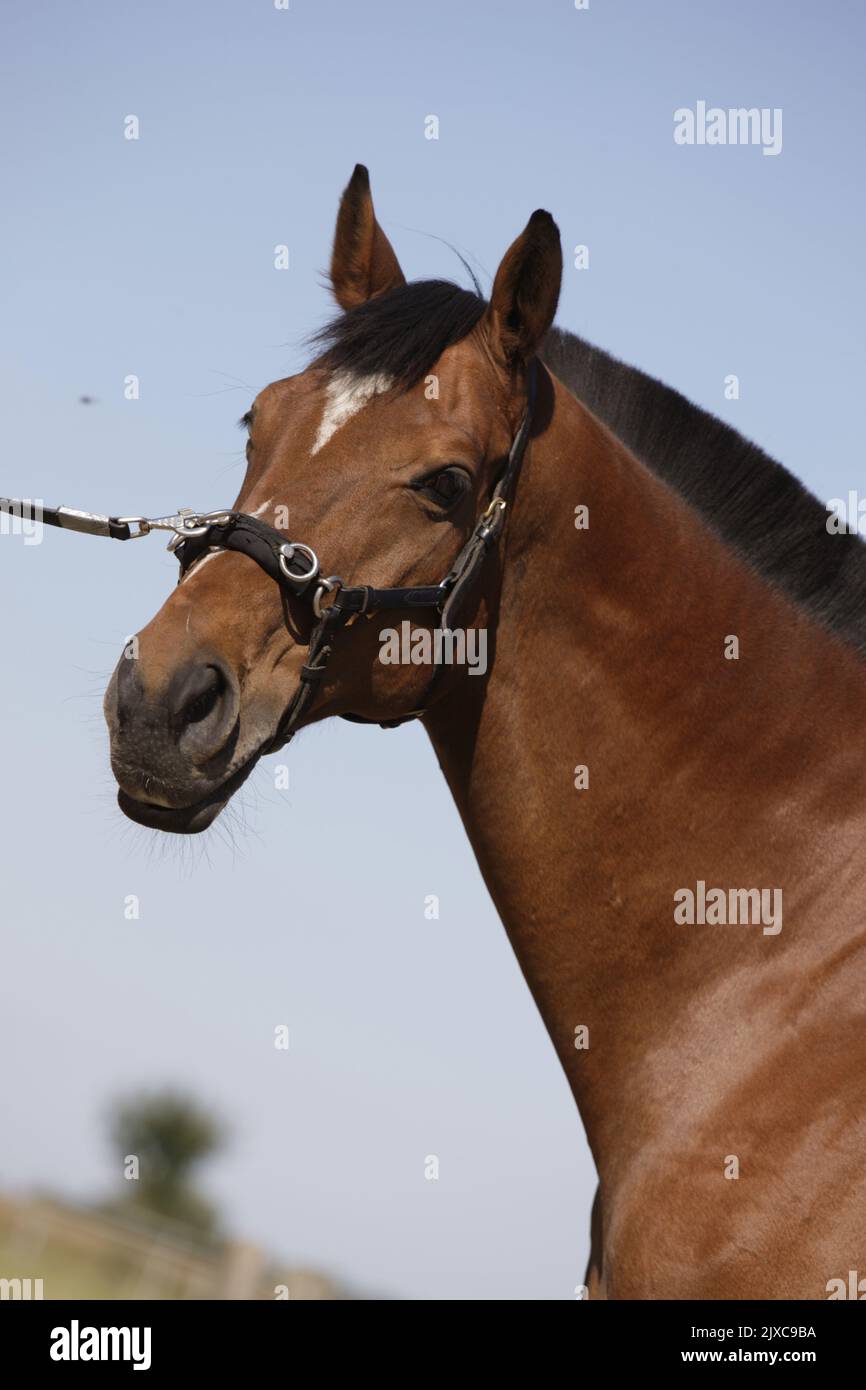 Cavesson bridle -Fotos und -Bildmaterial in hoher Auflösung – Alamy