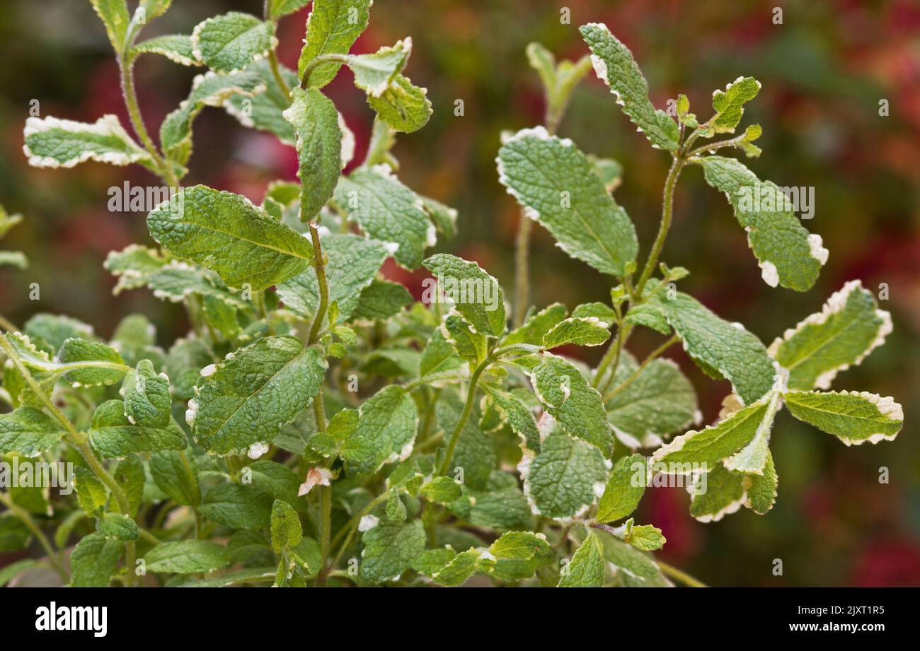 Ananas-Minze, Mentha suaveolens 'Variegata' Mentha suaveolens ...