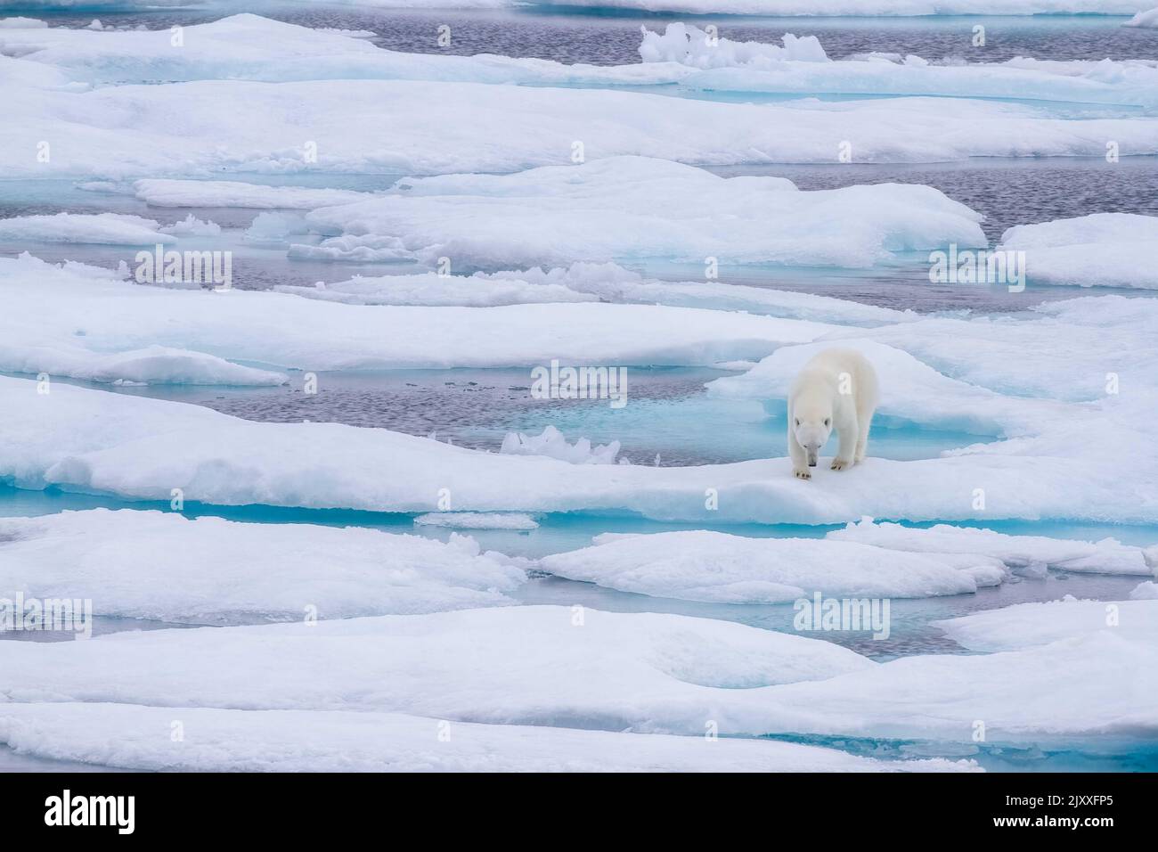 Viscount melville sound -Fotos und -Bildmaterial in hoher Auflösung – Alamy