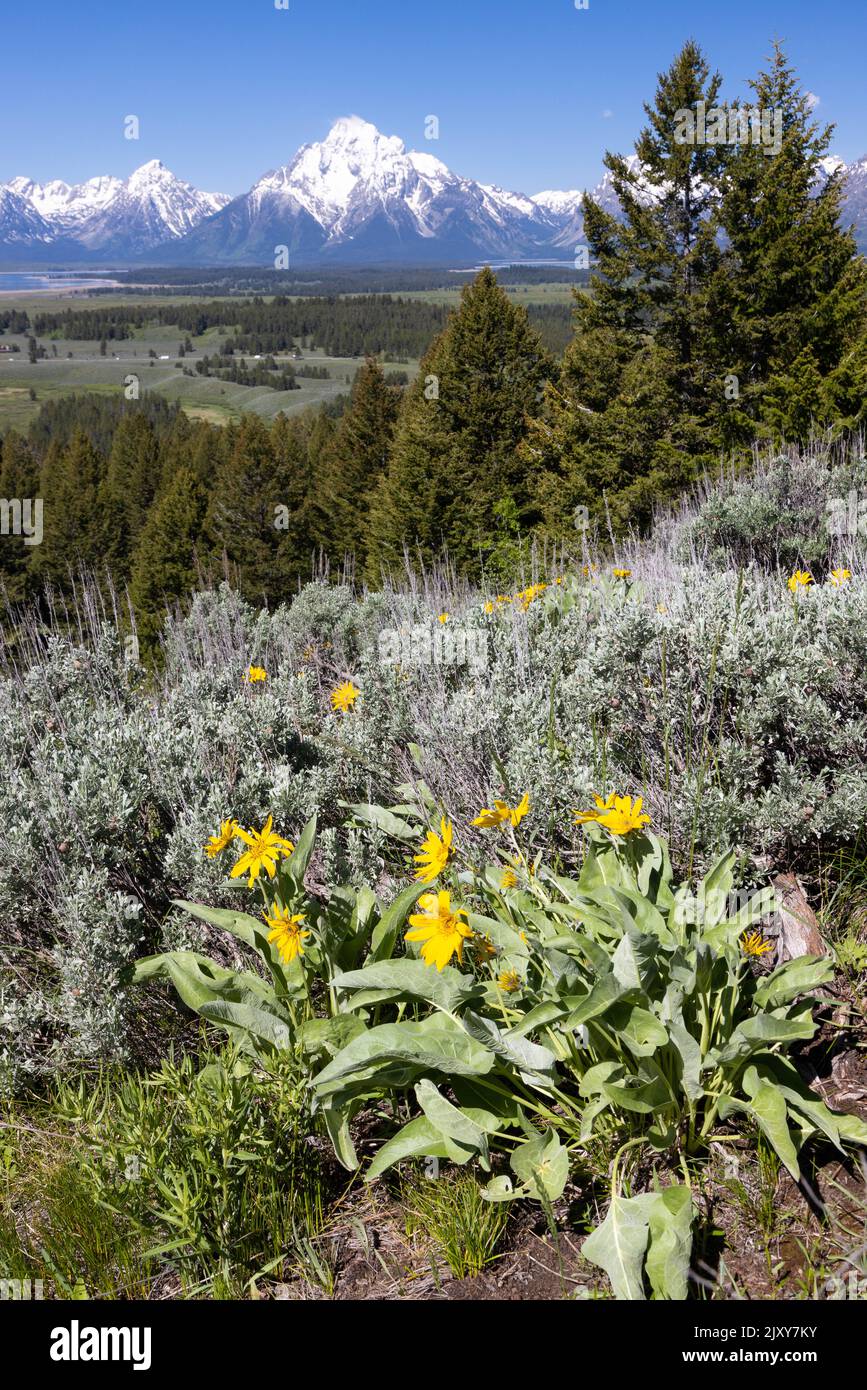 Der Mount Moran erhebt sich hoch über den Pfeilspitzen der Balsamroot ...