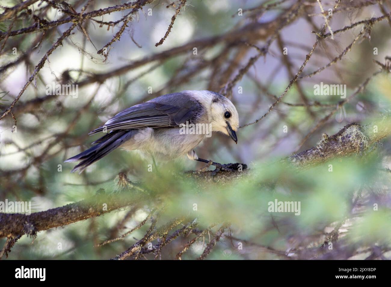 Emma matilda lake trail -Fotos und -Bildmaterial in hoher Auflösung – Alamy