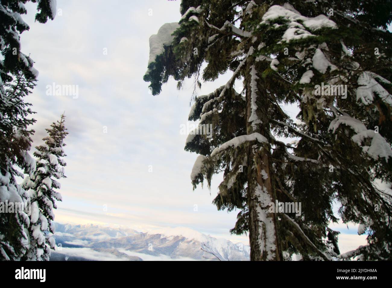 Der alte orientalische Fichtenwald (Picea orientalis), Tannenhain ...