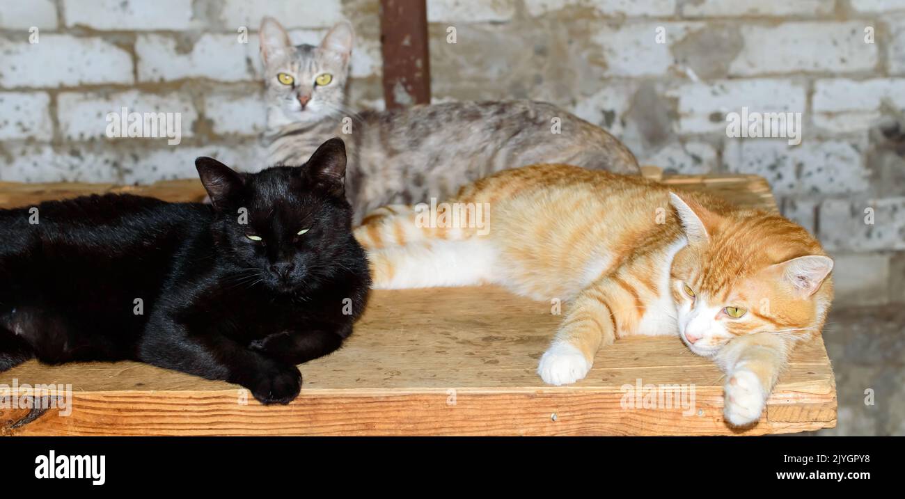 Arme Katzen in einem privaten Tierheim in Odessa. Verlorene und ...