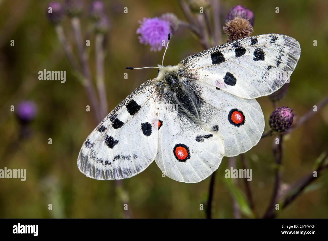 Parnassius apollo apollofalter altma hltal -Fotos und -Bildmaterial in ...