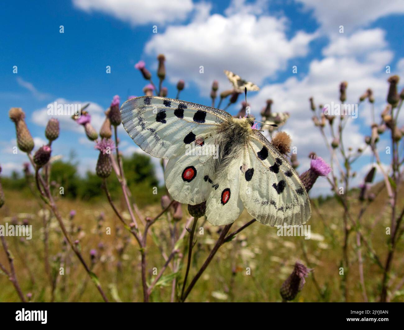 Apollo wiese -Fotos und -Bildmaterial in hoher Auflösung – Alamy