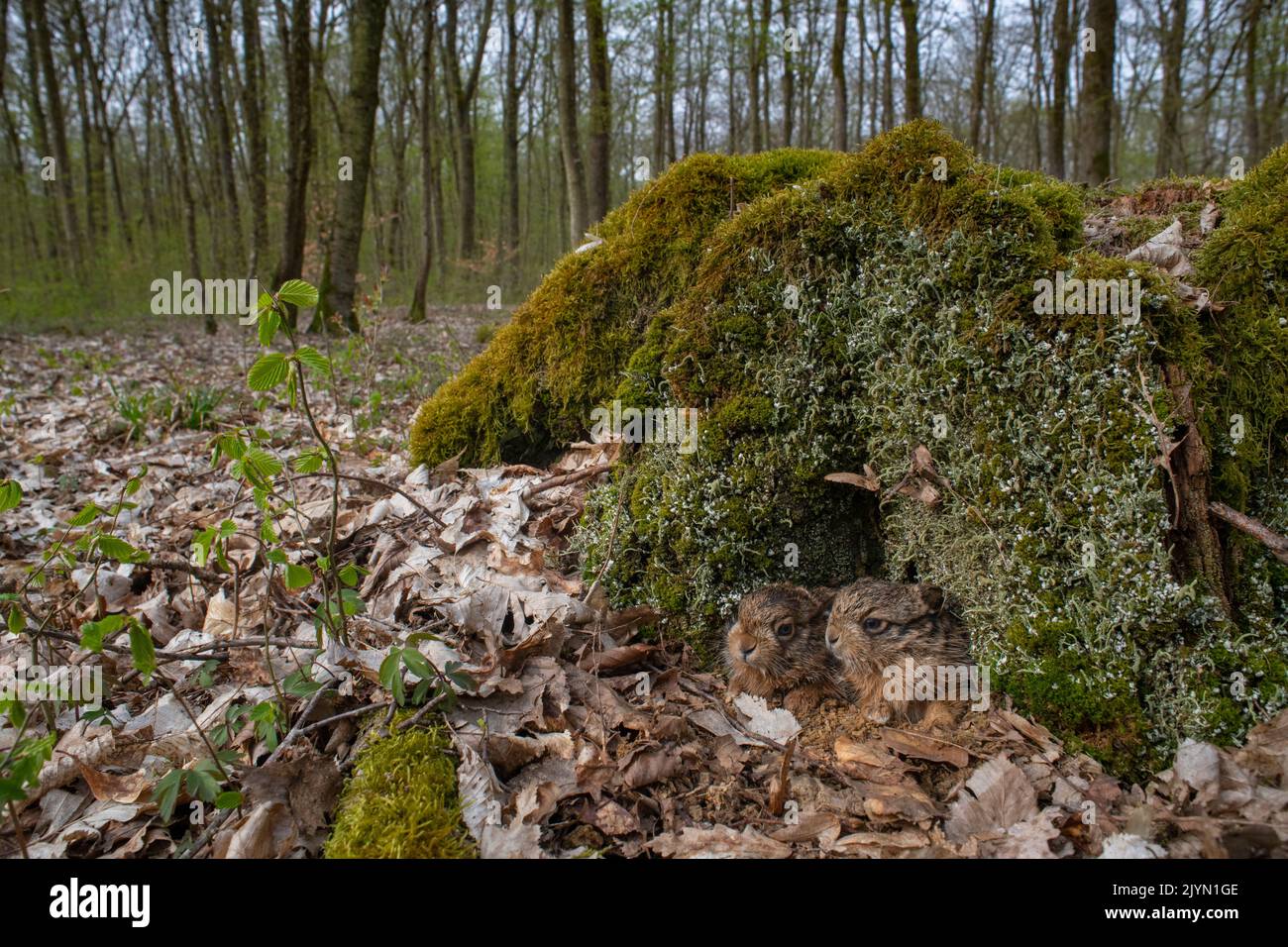 Hase moos -Fotos und -Bildmaterial in hoher Auflösung – Alamy