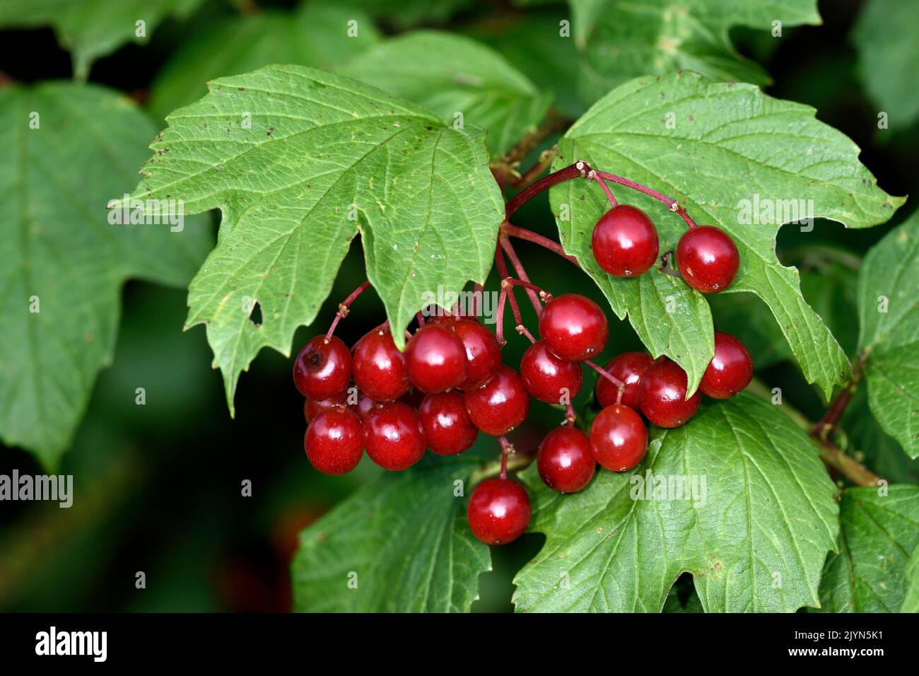 Europäischer Cranberrybusch (Viburnum opulus), Früchte, Garten ...