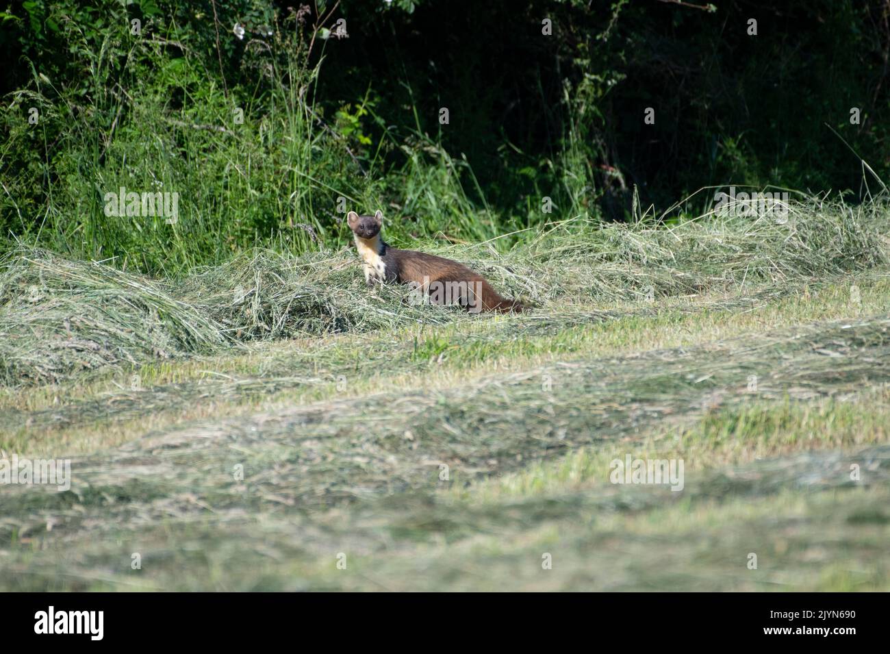 Marder (Martes martes), Männchen auf der Jagd nach Nagetieren ...