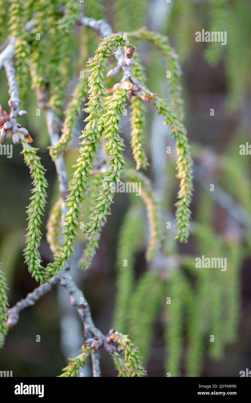 Weiße pappel populus alba -Fotos und -Bildmaterial in hoher Auflösung ...