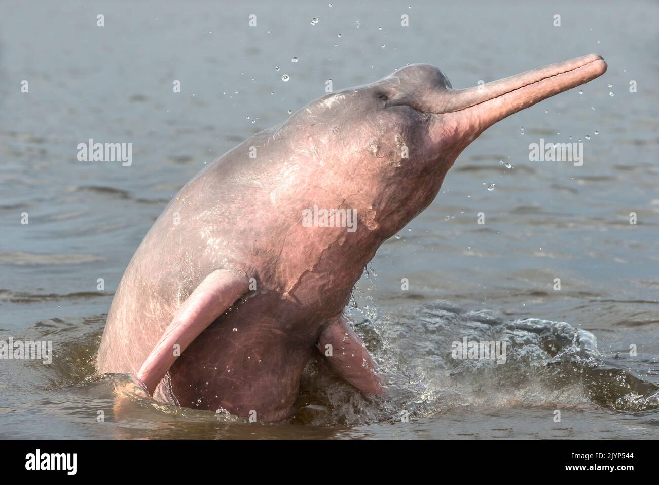 Rosa flussdelfin inia geoffrensis -Fotos und -Bildmaterial in hoher ...