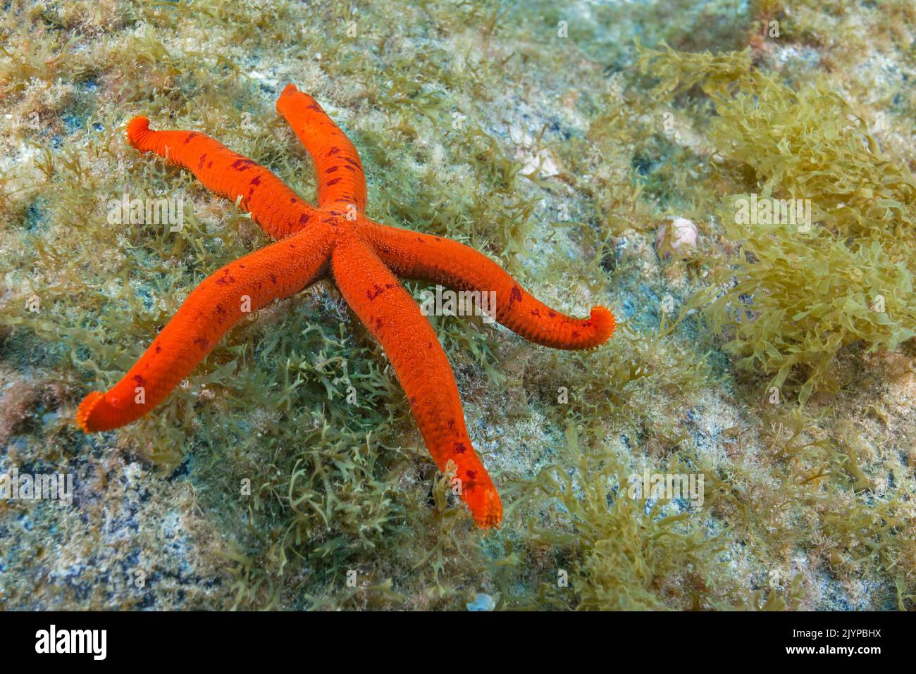 Lila seestern ophidiaster ophidianus -Fotos und -Bildmaterial in hoher ...